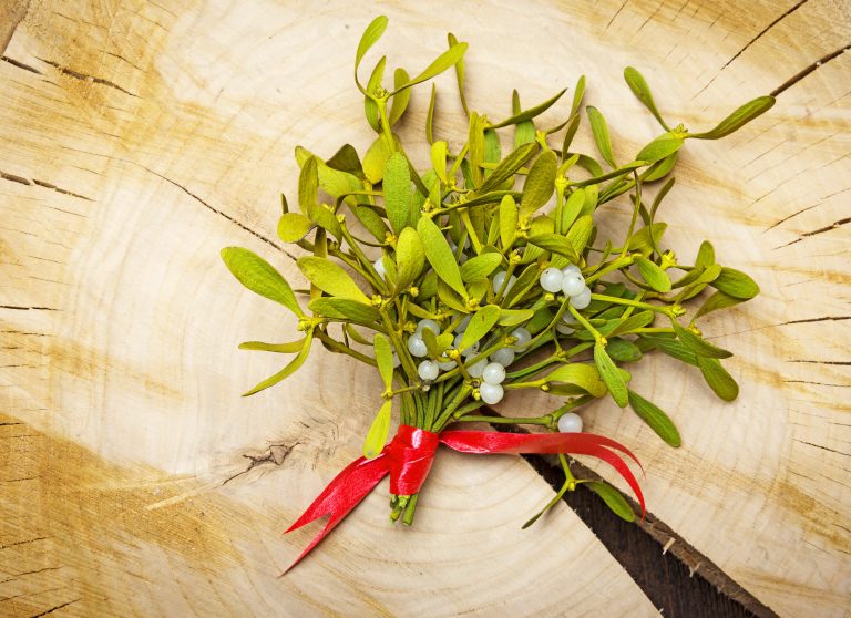 12 Different Types of Christmas Flowers and Plants - Jacobs Christmas