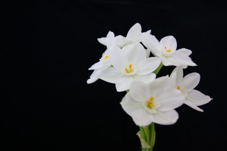 12 Different Types of Christmas Flowers and Plants - Jacobs Christmas