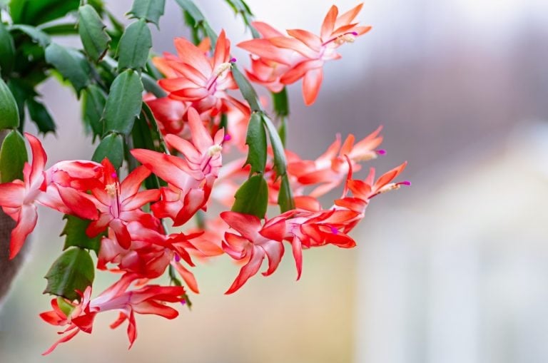 12 Different Types of Christmas Flowers and Plants - Jacobs Christmas