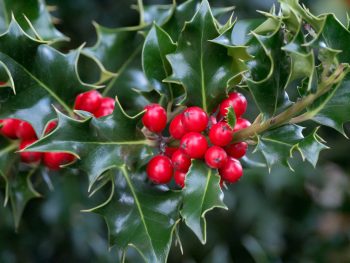 12 Different Types of Christmas Flowers and Plants - Jacobs Christmas
